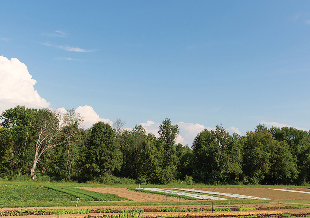 Pilot Program To Develop Agroforestry Plan Will Be Implemented At SUNY ...